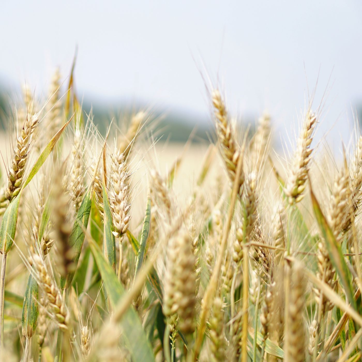Allt du behöver veta om celiaki (glutenintolerans)